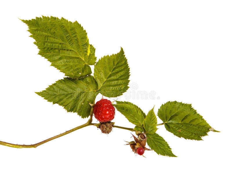 Ripe Red Raspberry on a Branch. Isolated on White. Set Stock Image ...