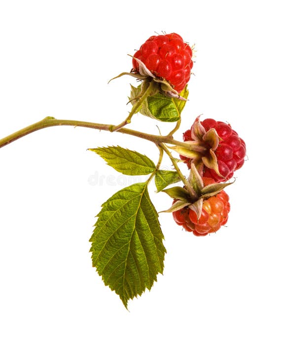 Ripe Red Raspberry on a Branch. Isolated on White Stock Photo - Image ...