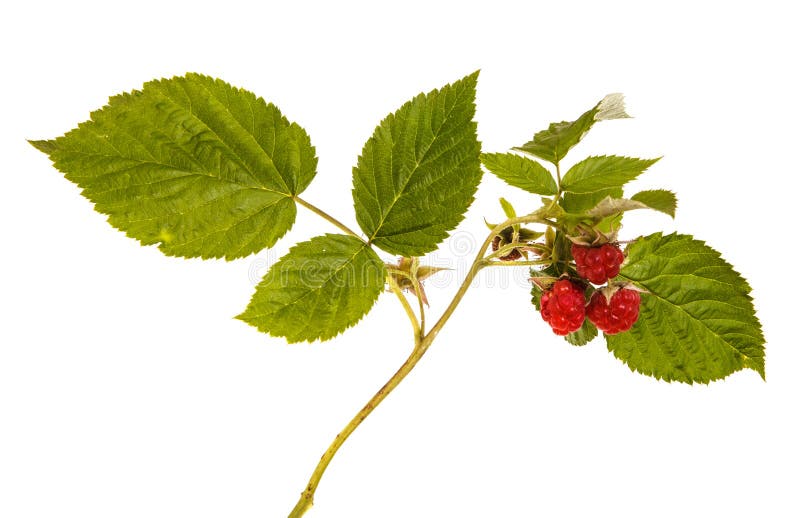 Ripe Red Raspberry on a Branch. Isolated on White. Set Stock Image ...