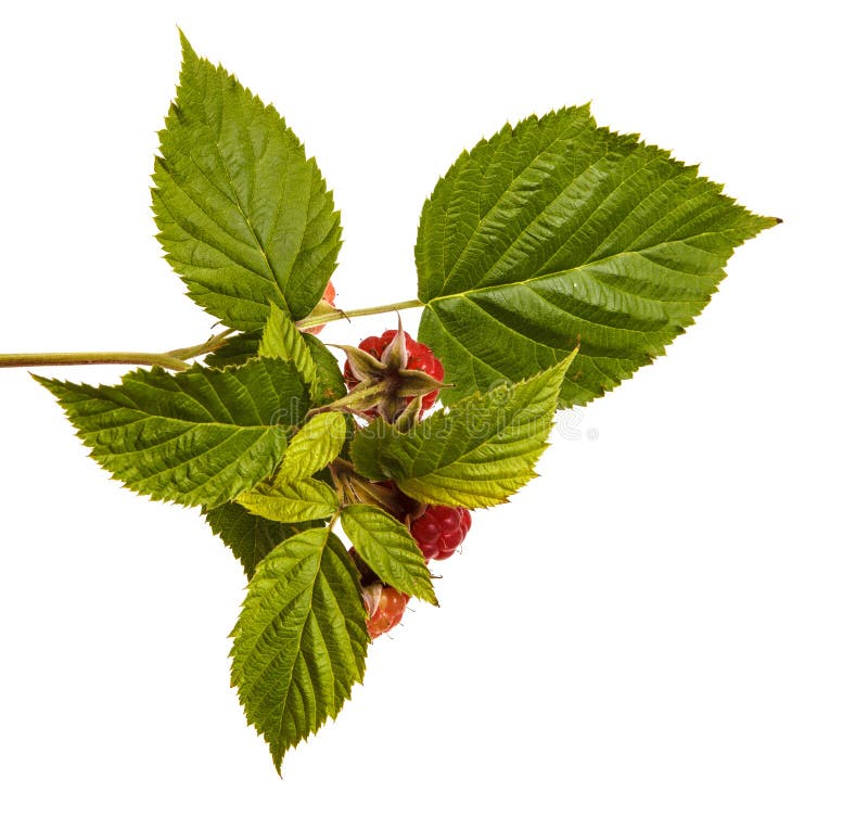 Ripe Red Raspberry on a Branch. Isolated on White. Set Stock Image ...