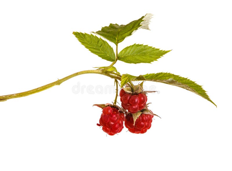 Ripe Red Raspberry on a Branch. Isolated on White. Set Stock Image ...