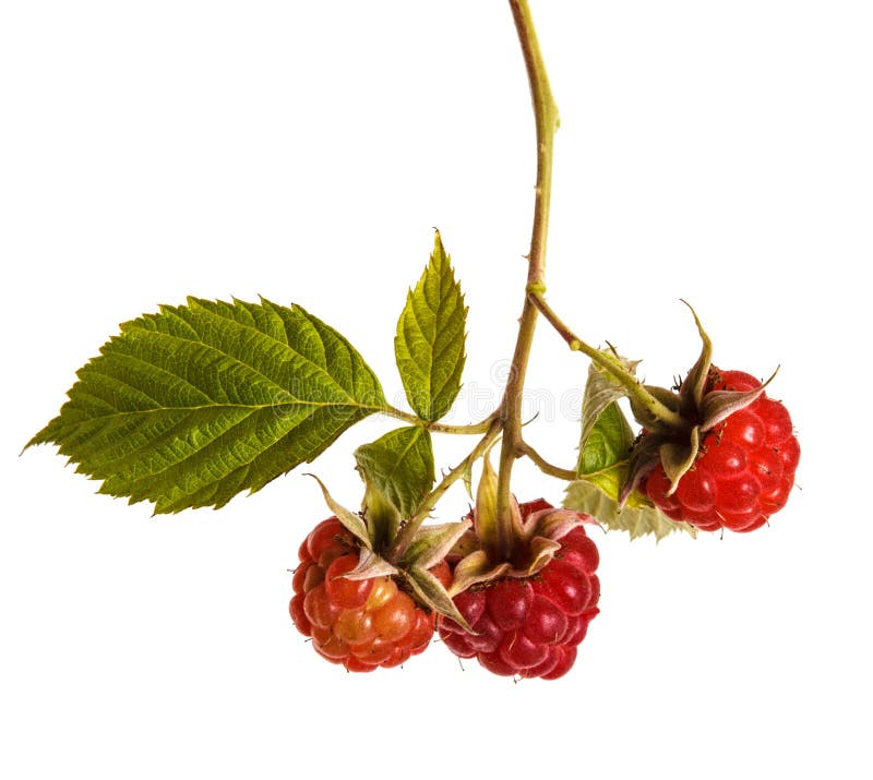 Ripe Red Raspberry on a Branch. Isolated on White. Set Stock Image ...
