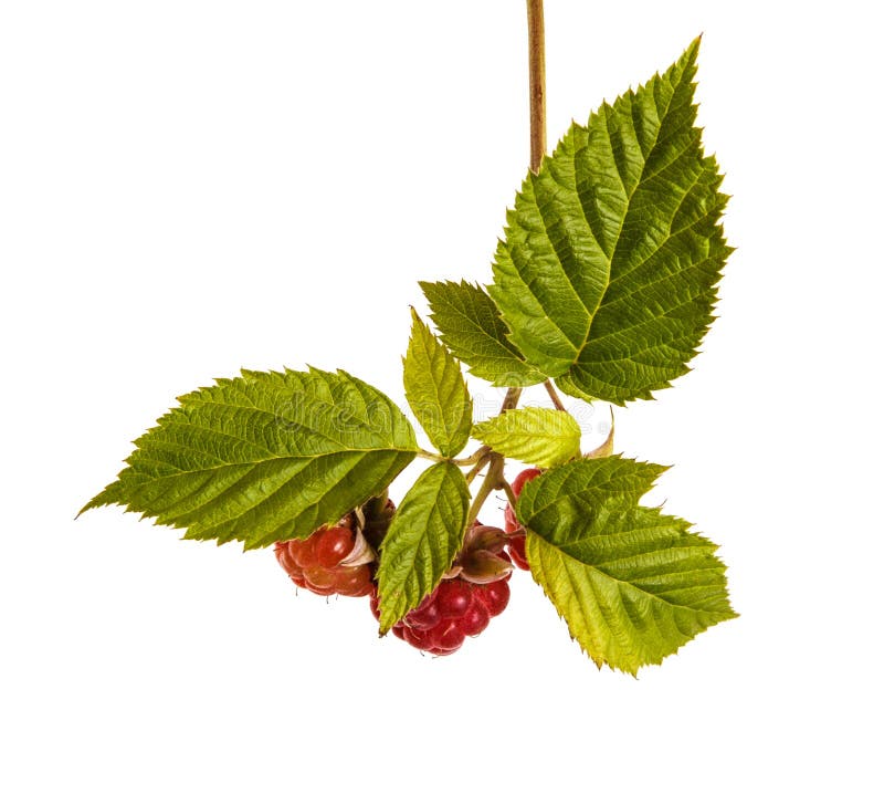 Ripe Red Raspberry on a Branch. Isolated on White. Set Stock Image ...