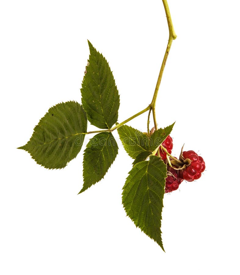Ripe Red Raspberry on a Branch. Isolated on White Stock Photo - Image ...