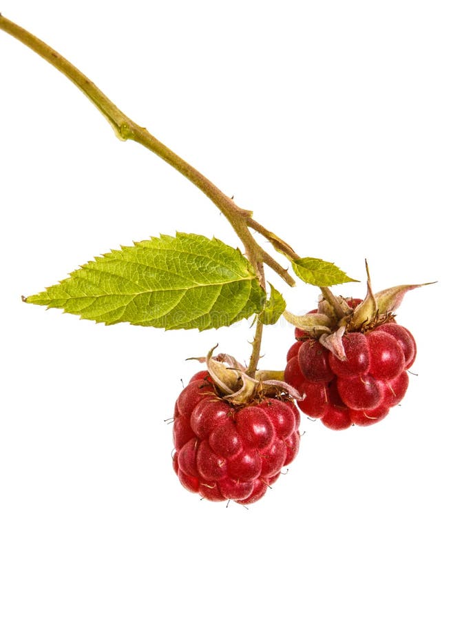 Ripe Red Raspberry on a Branch. Isolated on White. Set Stock Image ...