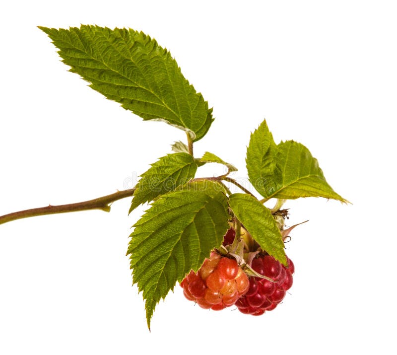 Ripe Red Raspberry on a Branch. Isolated on White. Set Stock Image ...