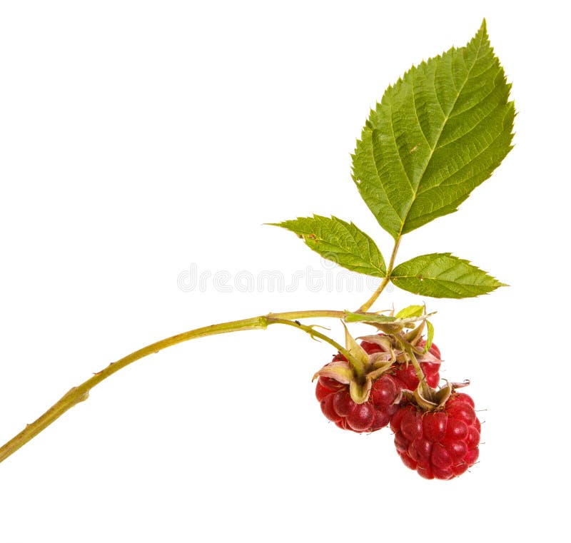 Ripe Red Raspberry on a Branch. Isolated on White. Set Stock Image ...