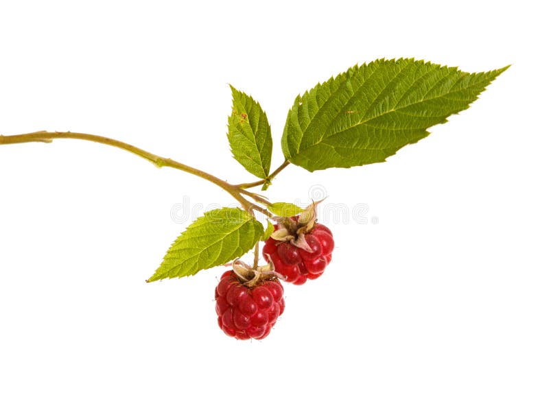 Ripe Red Raspberry on a Branch. Isolated on White. Set Stock Image ...
