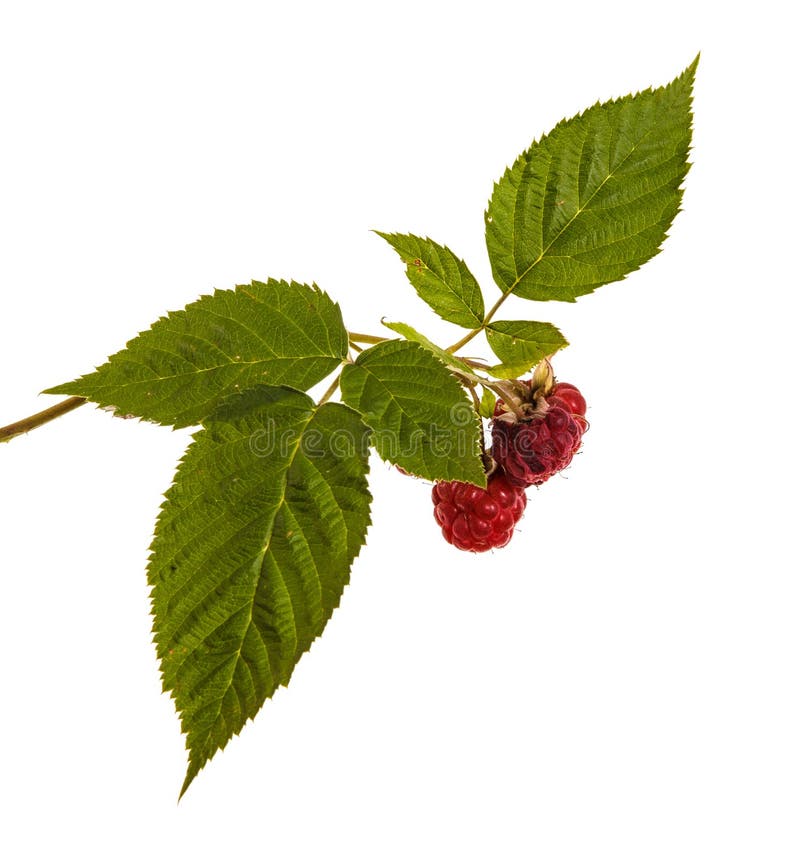 Ripe Red Raspberry on a Branch. Isolated on White. Set Stock Image ...
