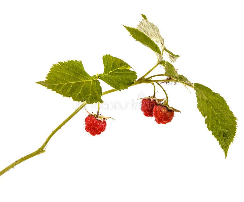 Ripe Red Raspberry on a Branch. Isolated on White. Set Stock Image ...