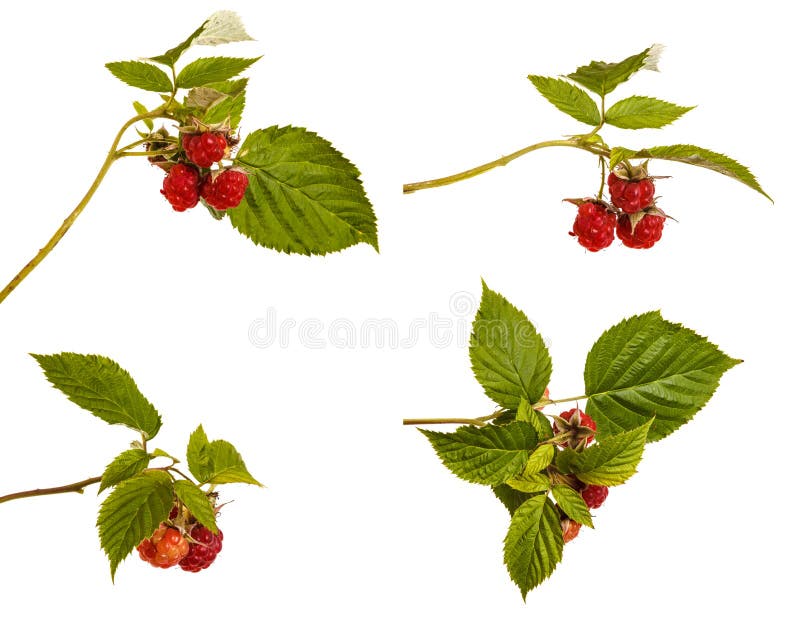 Ripe Red Raspberry on a Branch. Isolated on White. Set Stock Image ...