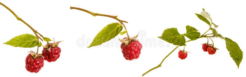 Ripe Red Raspberry on a Branch. Isolated on White. Set Stock Image ...