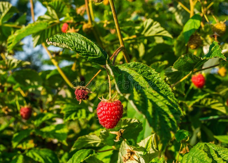 Ripe red raspberry fruits stock image. Image of nutrition - 224784283