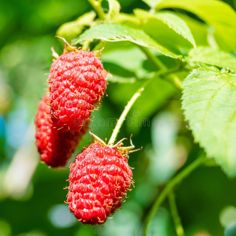 Raspberry. Growing Organic Berries Stock Photo - Image of growing ...
