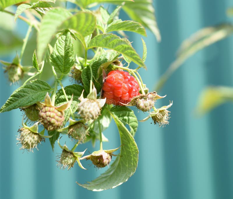 Ripe Red Raspberry Growing in Garden Stock Photo - Image of dessert ...