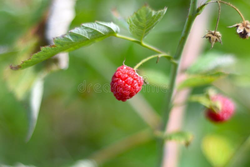 Ripe Red Raspberry Growing in Garden Stock Photo - Image of food ...