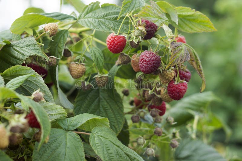 Ripe Red Raspberry Grows in the Garden, Useful Fruit, Berry Bush ...