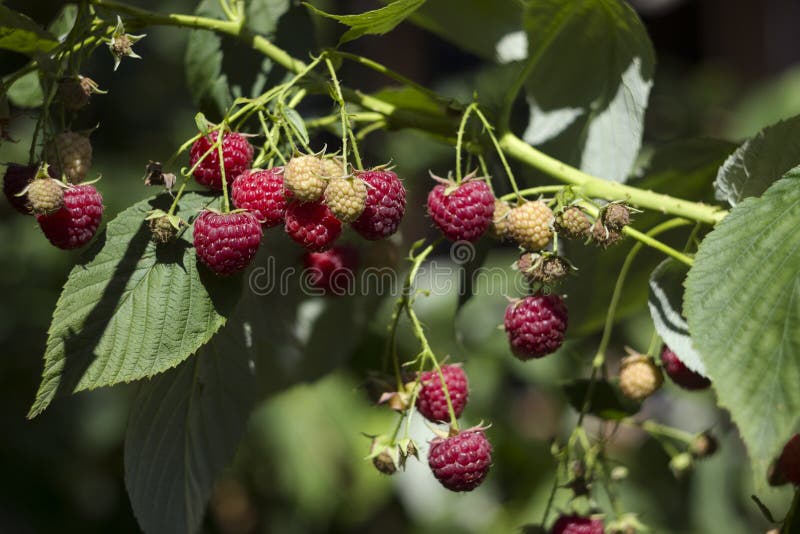 Ripe Red Raspberry Grows in the Garden, Useful Fruit, Berry Bush ...