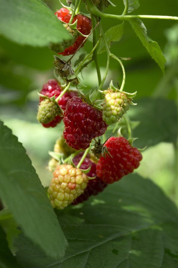 Ripe Red Raspberry Grow in the Garden, Useful Fruit, Berry Bush ...