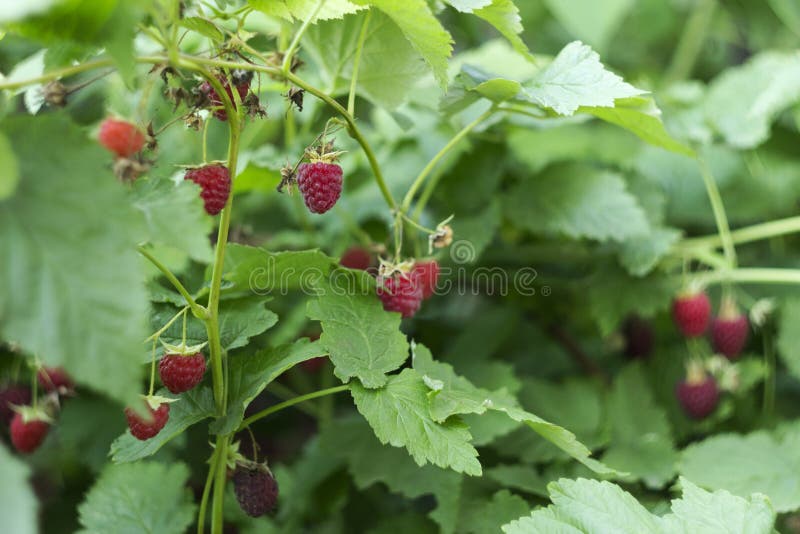 Ripe Red Raspberry Grows in the Garden, Useful Fruit, Berry Bush ...