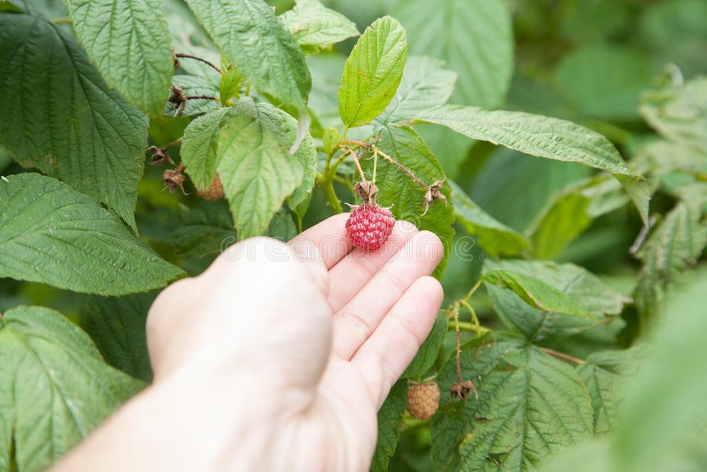 Ripe red raspberry stock photo. Image of fingers, agriculture - 36654626