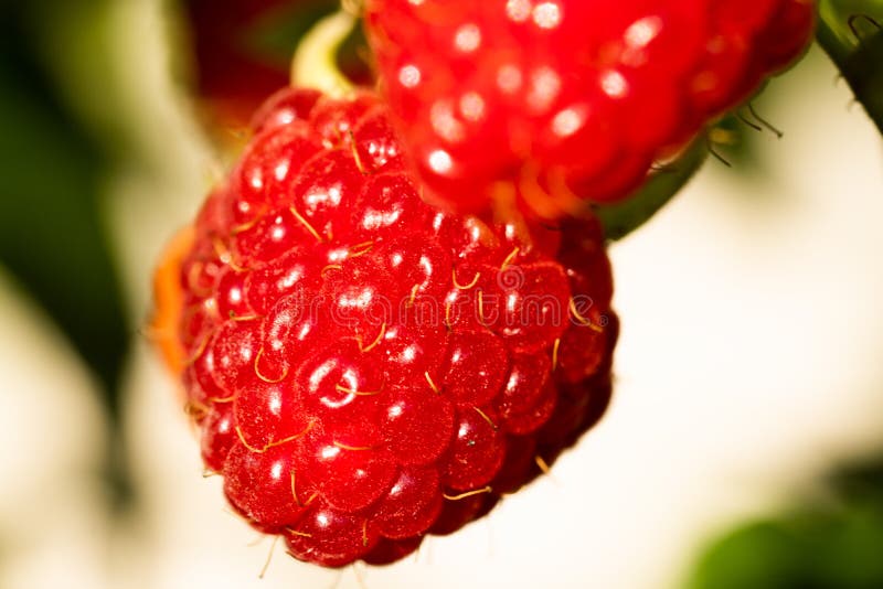 Ripe Red Raspberry Hanging on a Shrub. Close-up. Stock Photo - Image of ...