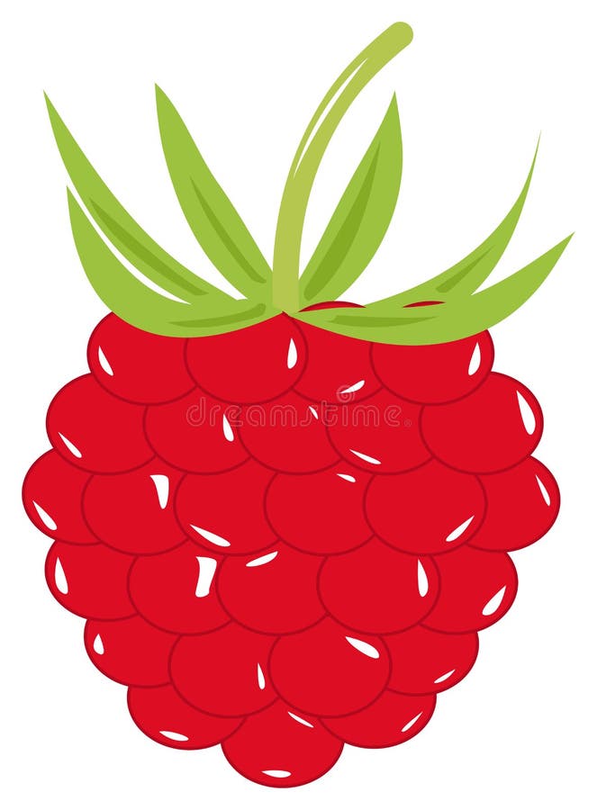 Ripe red raspberry stock vector. Illustration of berry - 114438569