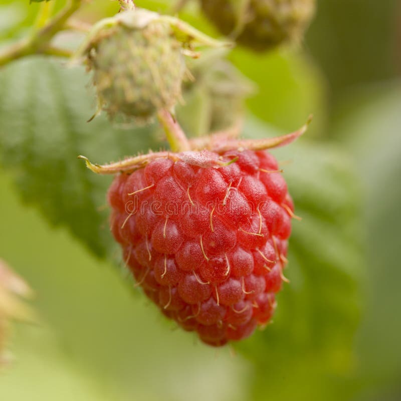 Ripe red raspberry stock image. Image of ripe, outdoors - 159244633