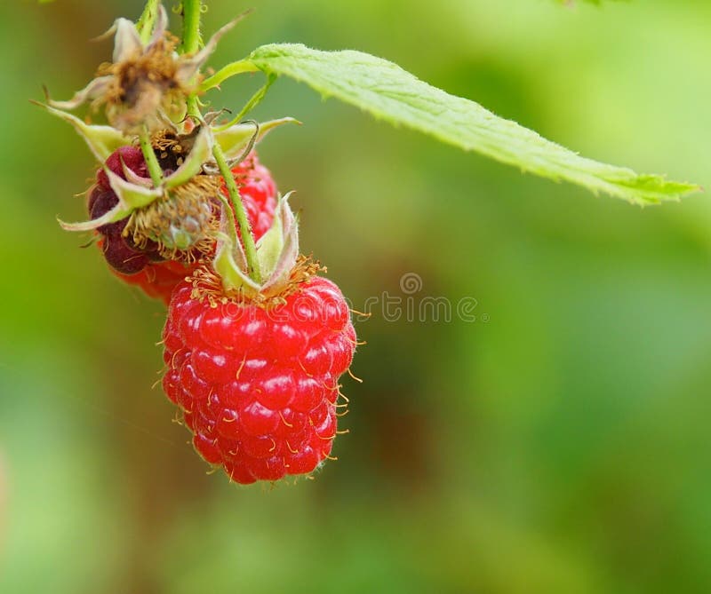 Ripe Red Raspberry Waiting To Be Picked Stock Photo - Image of drupe ...