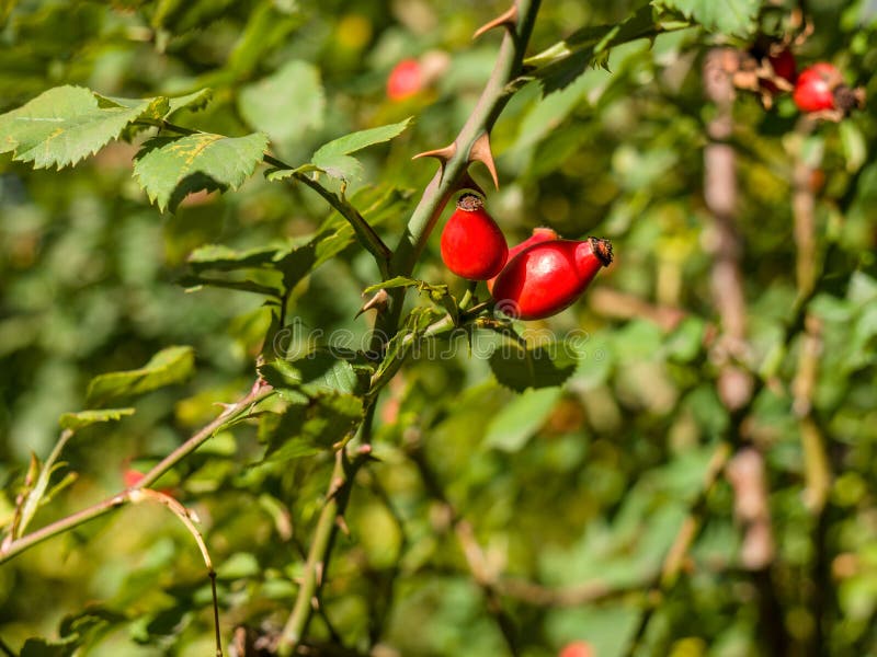 Ripe Red Rose Hips on the Branches of a Bush with Thorns. Autumn Stock ...