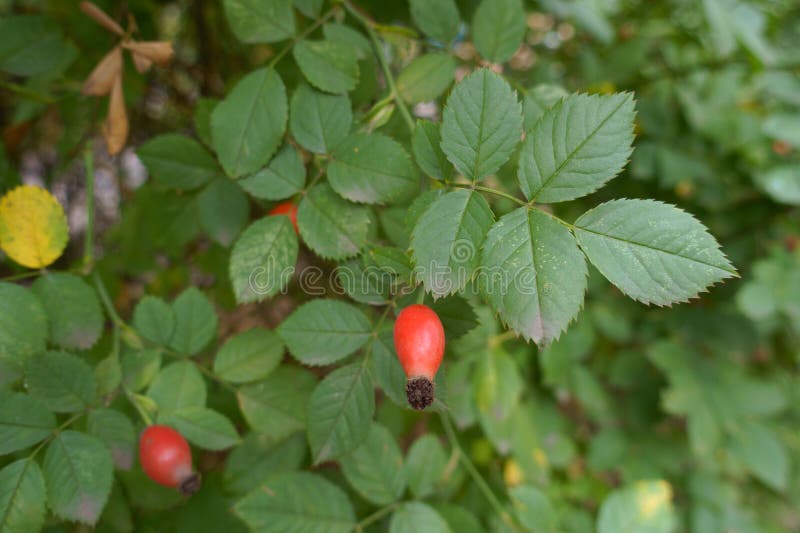 Ripe Red Rosehips in the Leafage in September Stock Image - Image of leafage, prickle: 334806919