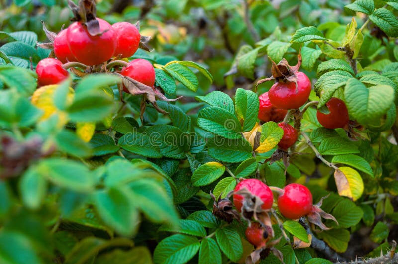 Ripe Red Rose Hips on Wild Rose Plants Stock Photo - Image of outdoors ...