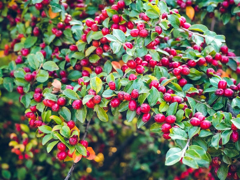 Ripe Red Shiny Berries Cotoneaster on a Branch Stock Photo - Image of ...