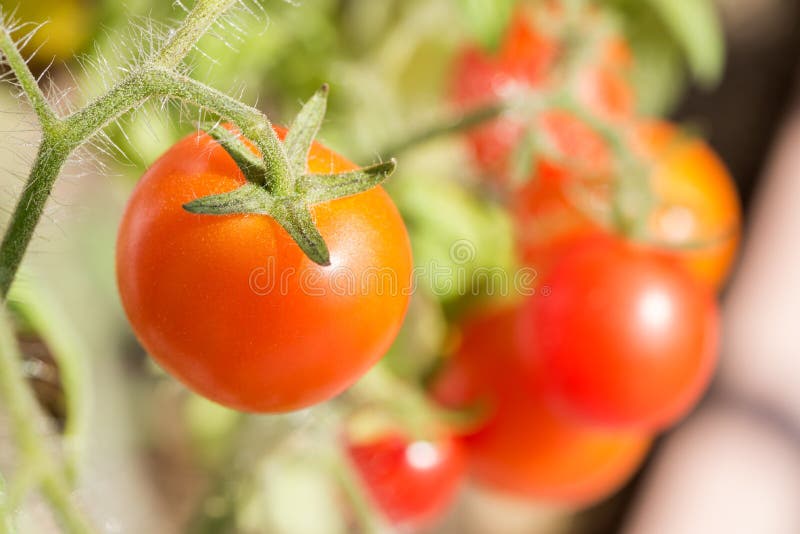 Ripe red small tomato stock photo. Image of orange, growth - 178950082