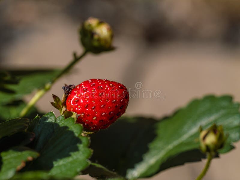 Ripe Red Strawberry Growing on Plant Close Up Stock Image - Image of ...