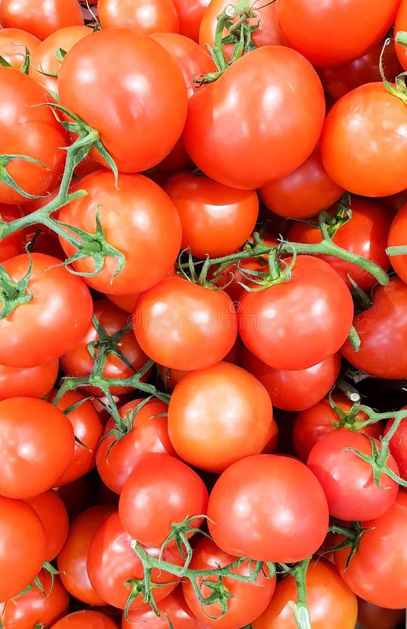 Ripe red summer tomatoes stock image. Image of juicy - 144969119