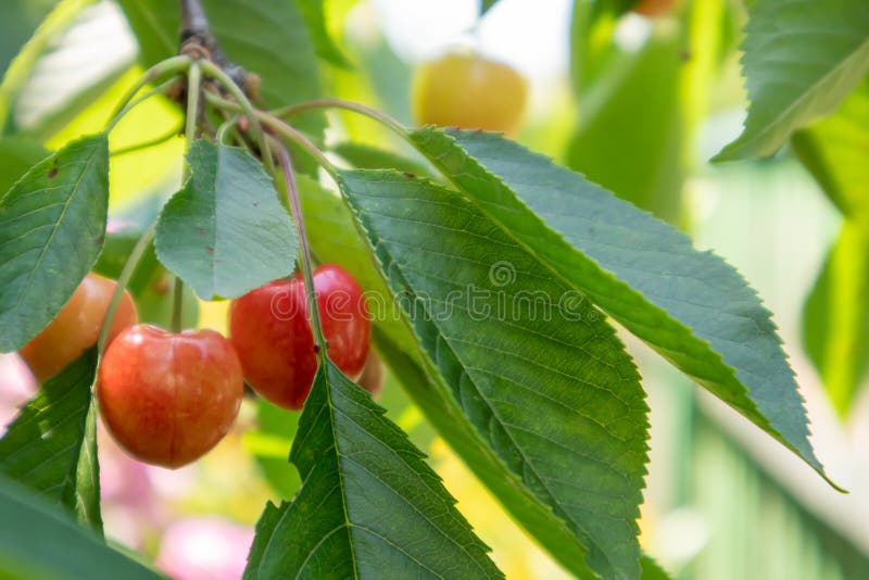 Ripe Red And Sweet Cherry Berries Hanging From A Tree Branch Before