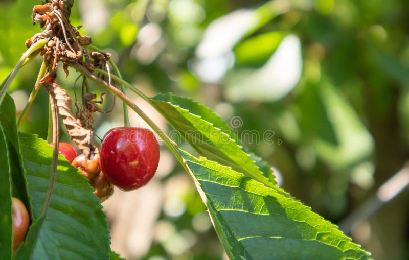 Ripe Red And Sweet Cherry Berries Hanging From A Tree Branch Before