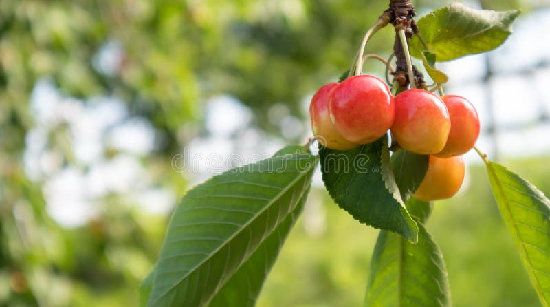 Ripe Red And Sweet Cherry Berries Hanging From A Tree Branch Before