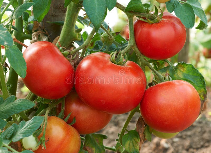 Big ripe tomato stock image. Image of fresh, harvest - 10857847