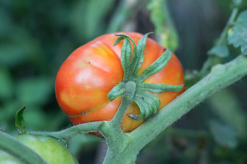 Ripe Red Tomato Fruit on the Organic Garden Plant Stock Photo - Image ...
