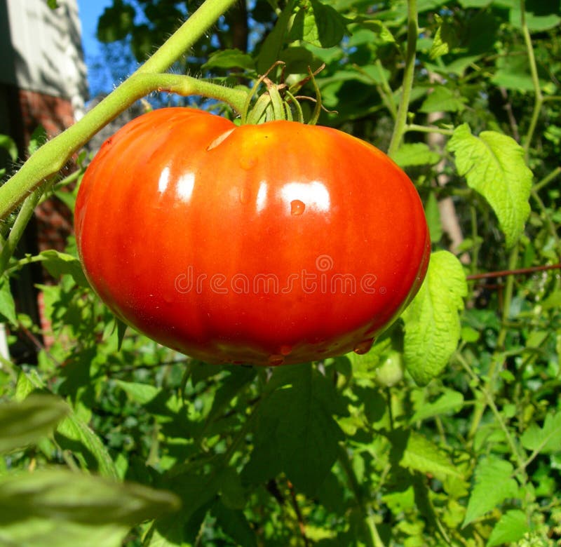 Ripe red tomato stock image. Image of nature, stem, fresh - 115953659