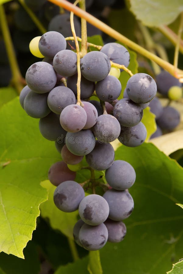 Ripe Red, Vitis Vinifera Grape, Vertical Stock Photo - Image of nature ...