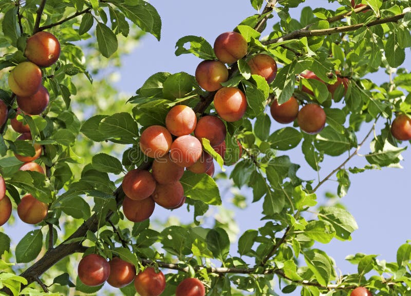 Ripe Red Wild Plums, Prunus Cerasifera Stock Photo - Image of ripe ...