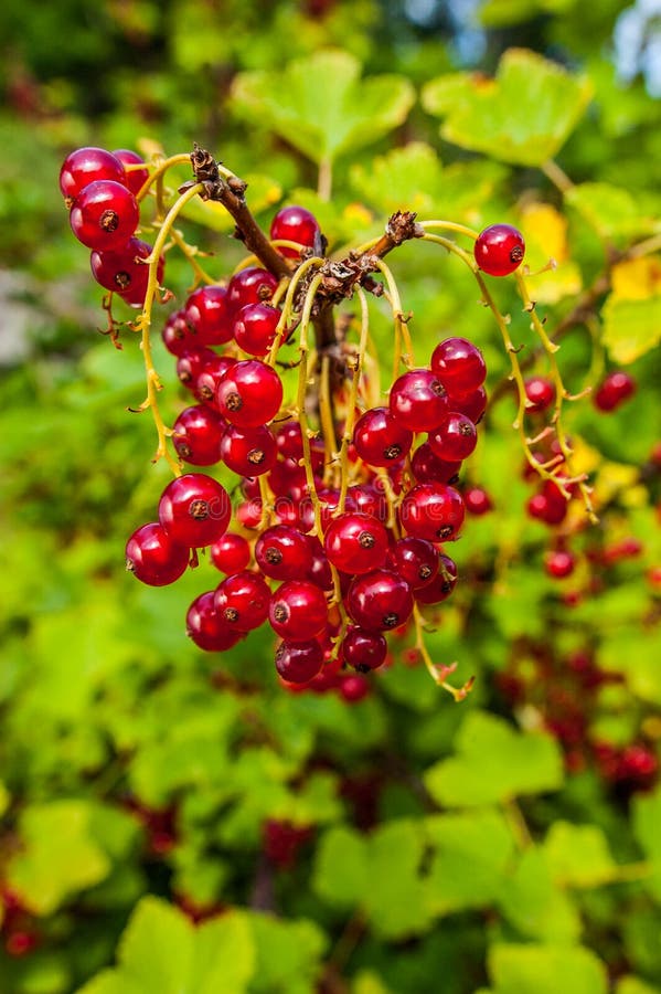 Redcurrant or Ribes Rubrum Berries Growing on Warm Sunny Day Stock ...