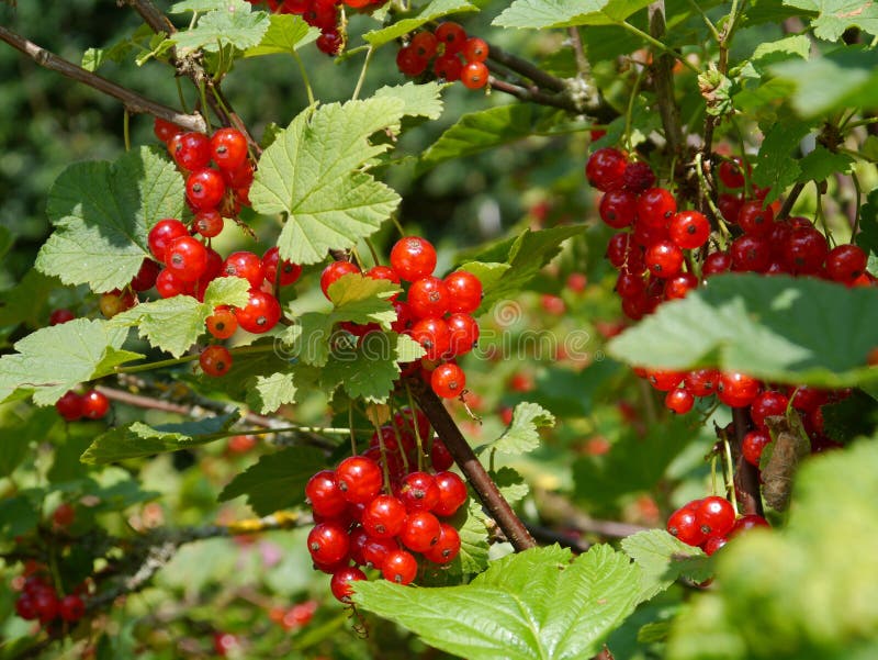 Ripe Redcurrant, Ribes Rubrum Ready For Harvest Stock Photo - Image of ...