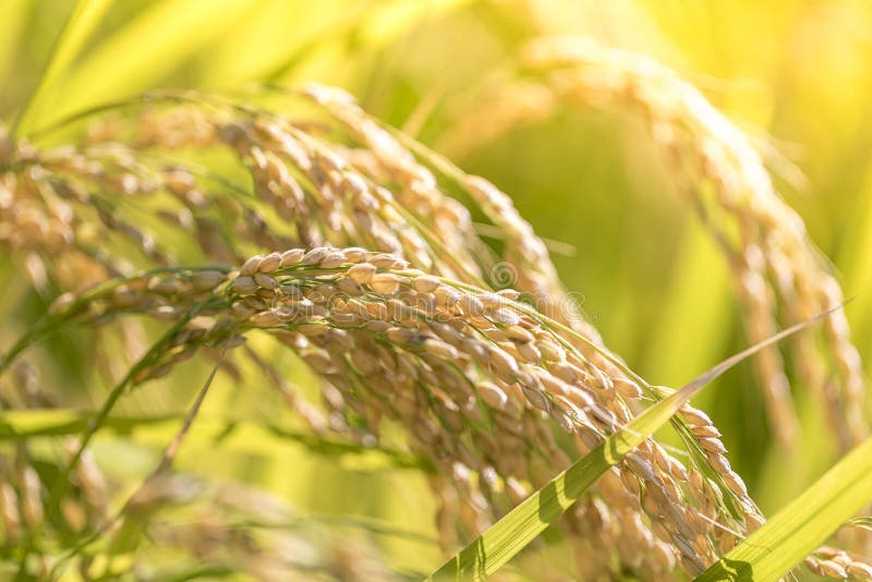 Ripe Rice Waiting for Harvest Stock Image - Image of farmland, food ...