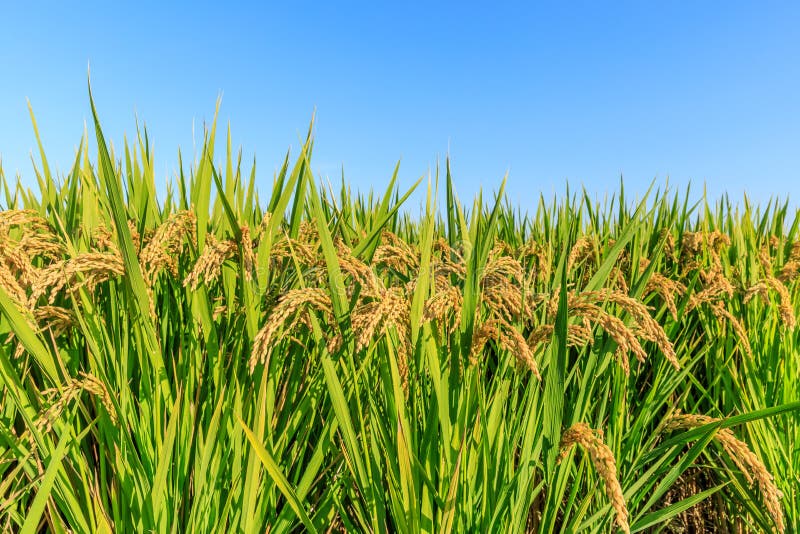Ripe Rice and Beautiful Sky Stock Photo - Image of farm, growth: 162268750