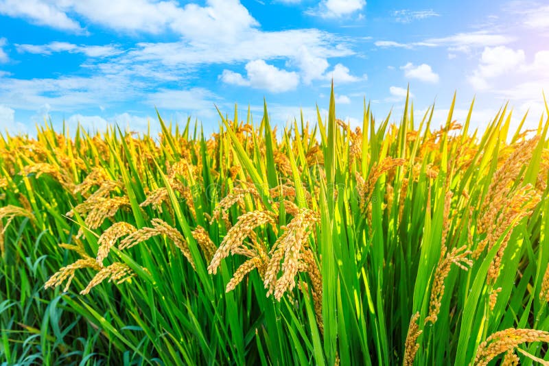 Ripe Rice and Beautiful Sky Stock Photo - Image of economy, grow: 162270552