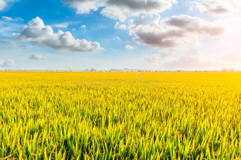 Ripe Rice and Beautiful Sky Stock Photo - Image of skyline, autumn ...